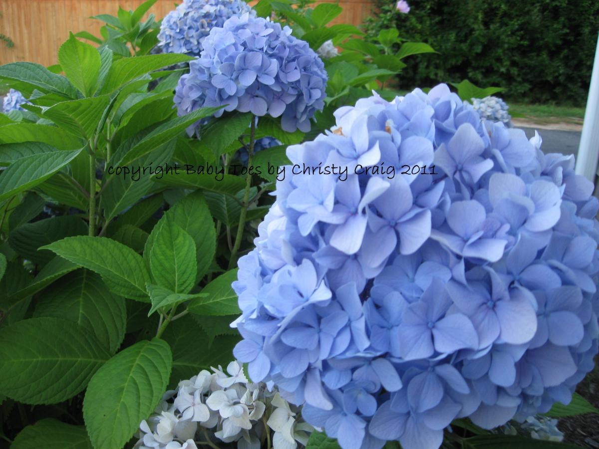 Blue Hydrangea on Luulla