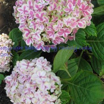 Bella Anna Hydrangea on Luulla