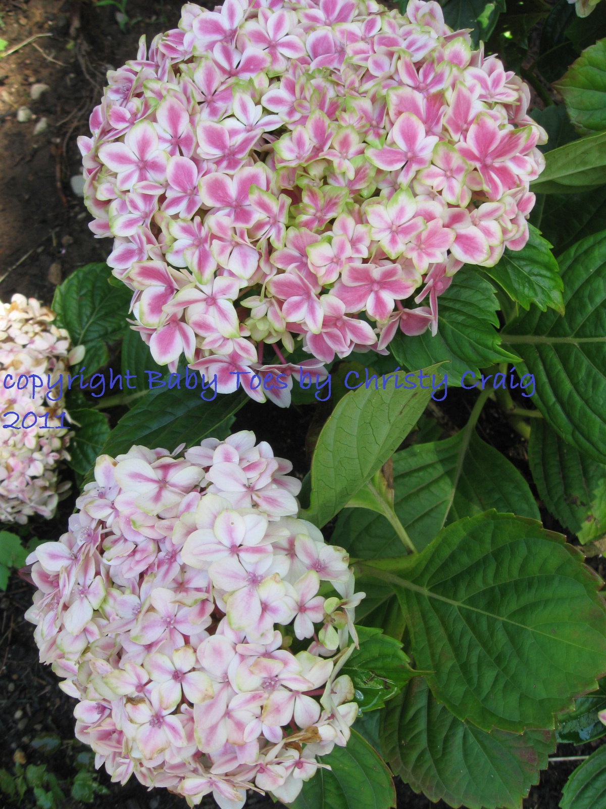 Bella Anna Hydrangea on Luulla